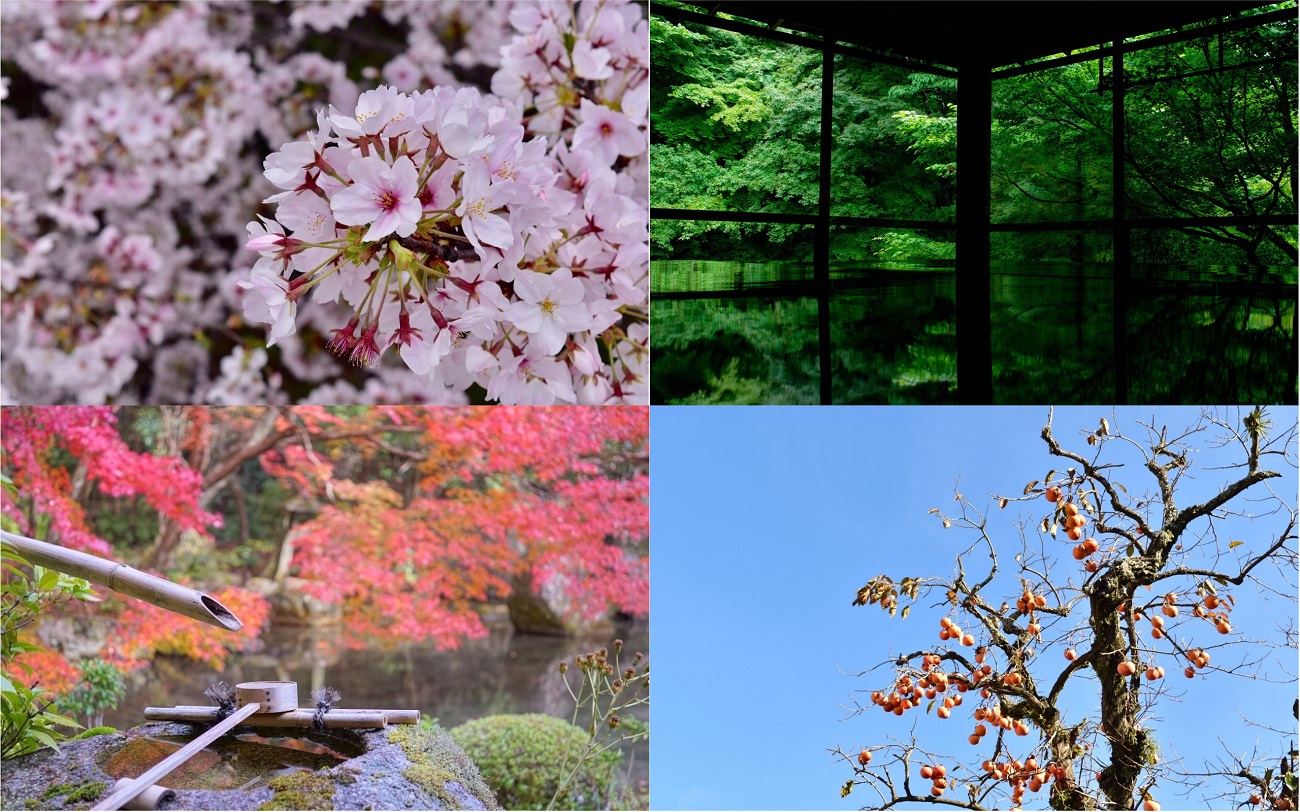 “Yamabuki” and Concept of Beauty in Japanese Culture - Yamabuki Japan